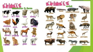 The wild and domestic animals -irregular nons.pptx