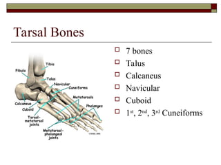 the ankle and foot anatomy presentation for education | PPT