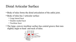 The Ankle and Foot Complex Anatomy & Biomechanics | PPTX