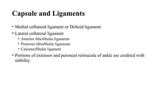 The Ankle and Foot Complex Anatomy & Biomechanics | PPTX