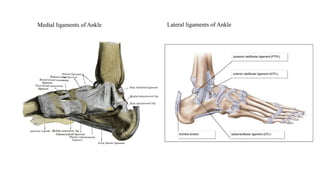 The Ankle and Foot Complex Anatomy & Biomechanics | PPTX