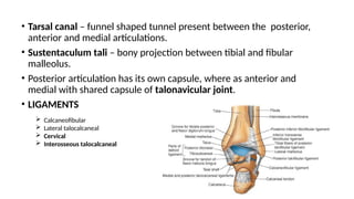 The Ankle and Foot Complex Anatomy & Biomechanics | PPTX