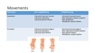The Ankle and Foot Complex Anatomy & Biomechanics | PPTX
