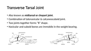 The Ankle and Foot Complex Anatomy & Biomechanics | PPTX