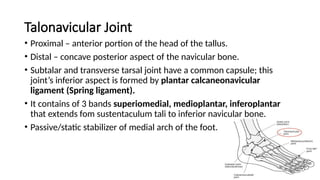The Ankle and Foot Complex Anatomy & Biomechanics | PPTX