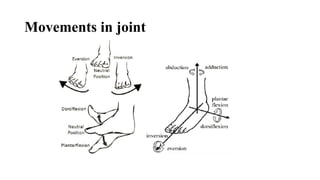 The Ankle and Foot Complex Anatomy & Biomechanics | PPTX
