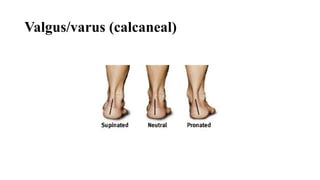 The Ankle and Foot Complex Anatomy & Biomechanics | PPTX