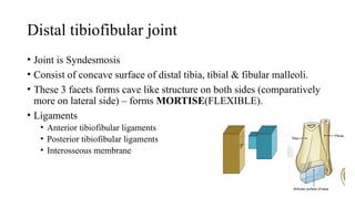 The Ankle and Foot Complex Anatomy & Biomechanics | PPTX