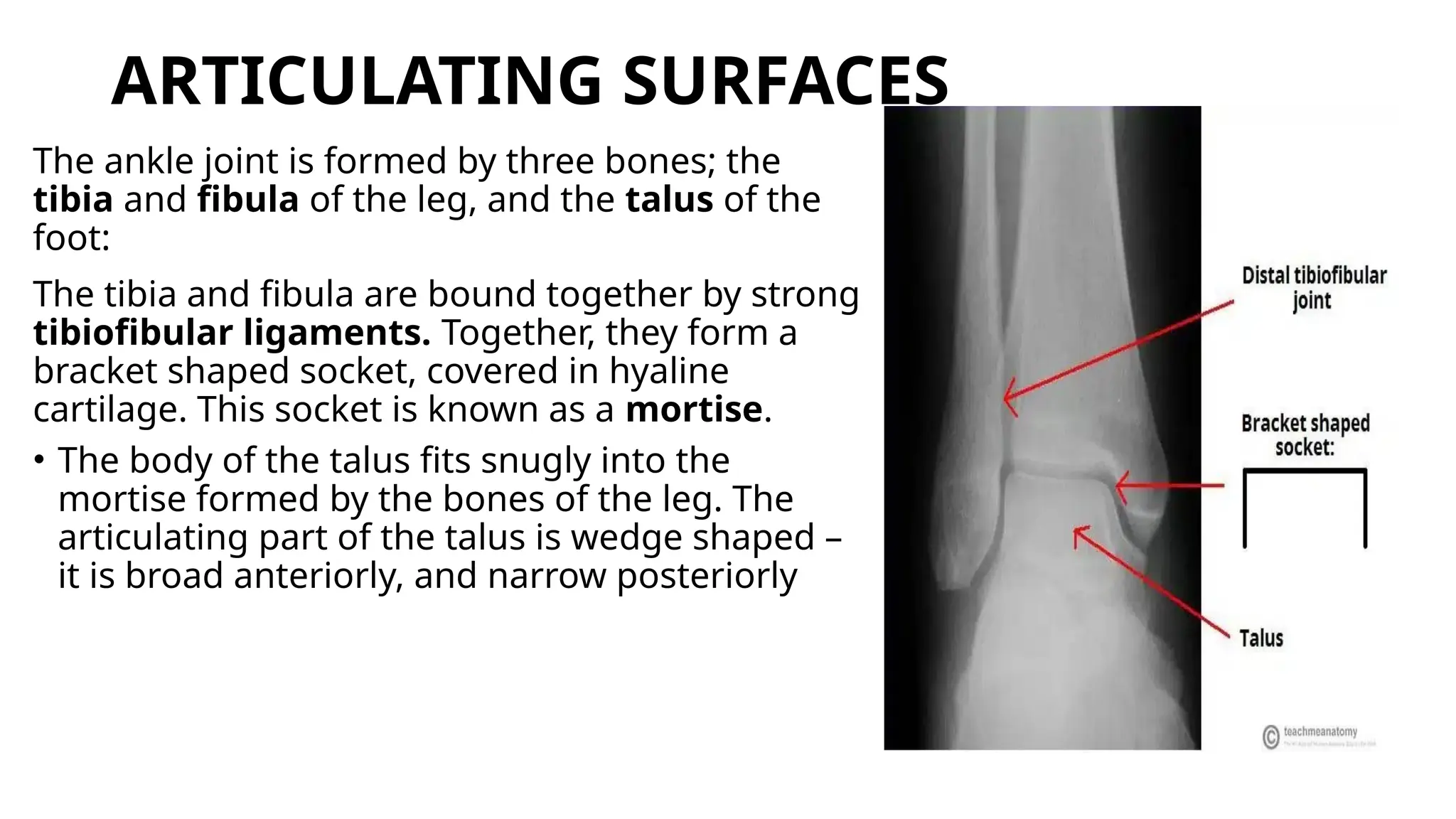 the ankle joint.pptx bpt first anatomy chapter | PPTX