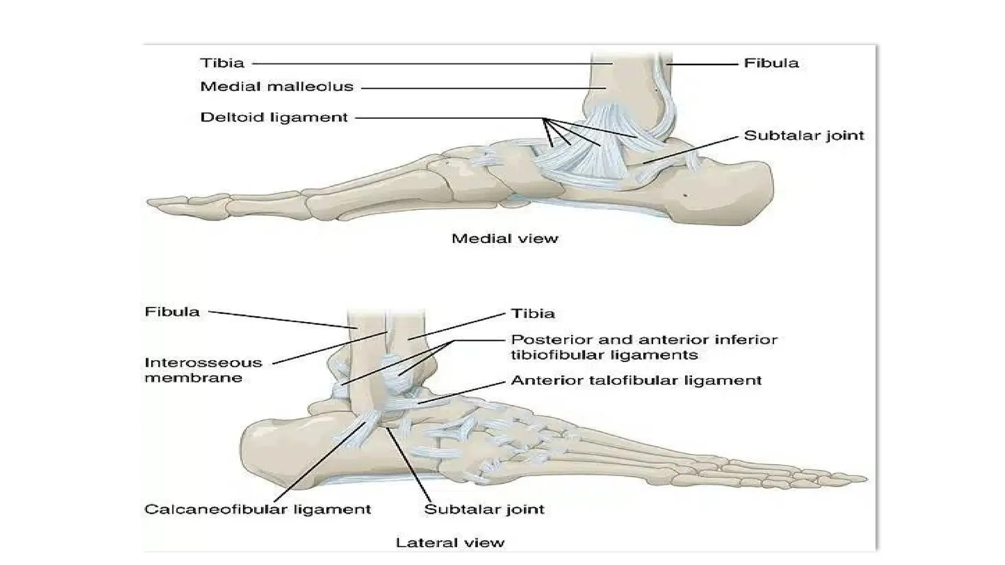the ankle joint.pptx bpt first anatomy chapter | PPTX