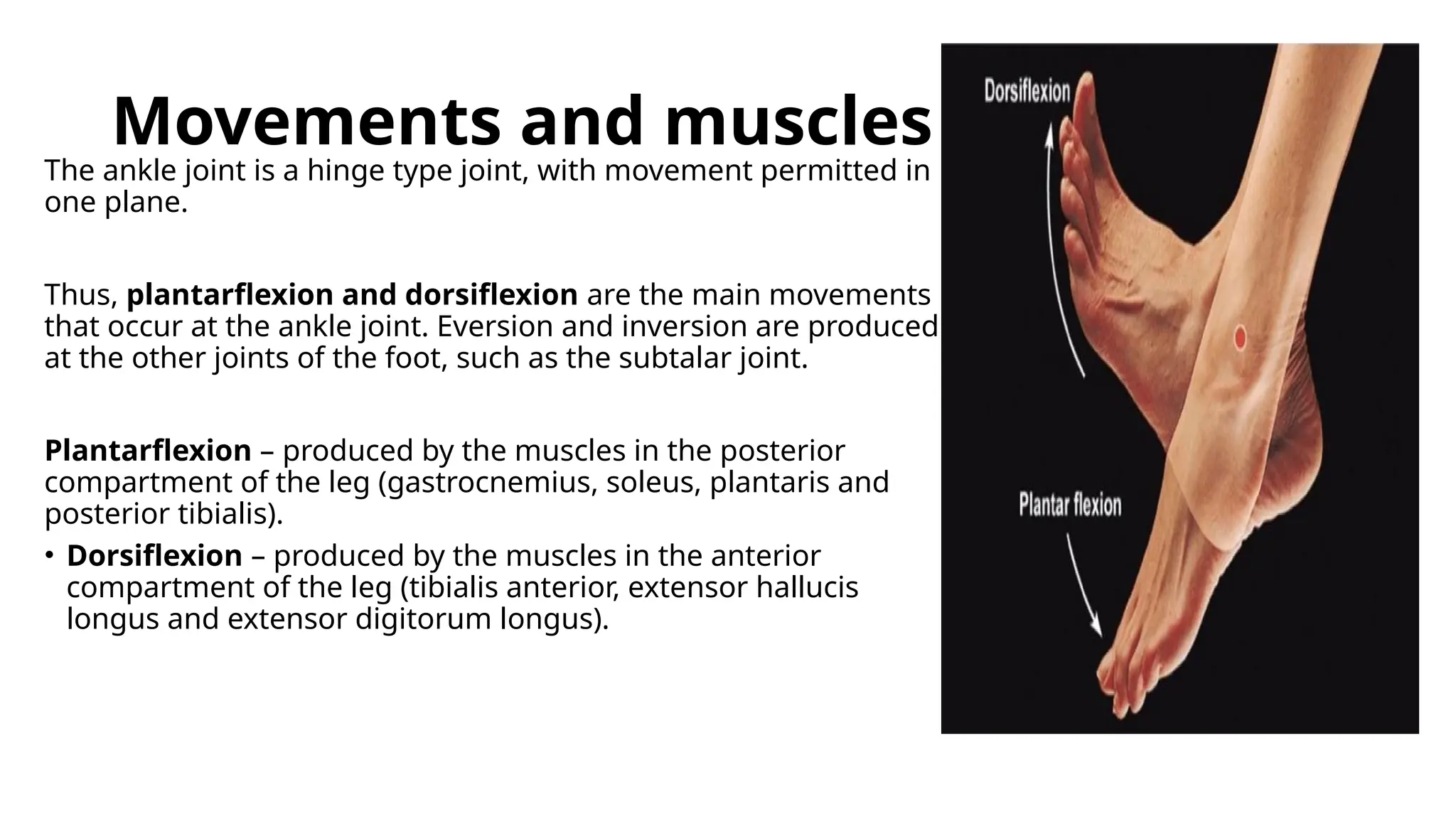 the ankle joint.pptx bpt first anatomy chapter | PPTX