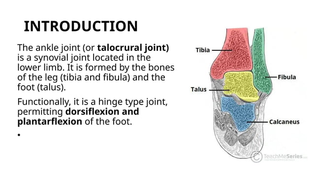 the ankle joint.pptx bpt first anatomy chapter | PPTX