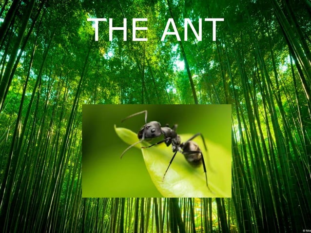The ant | PPT | Free Download