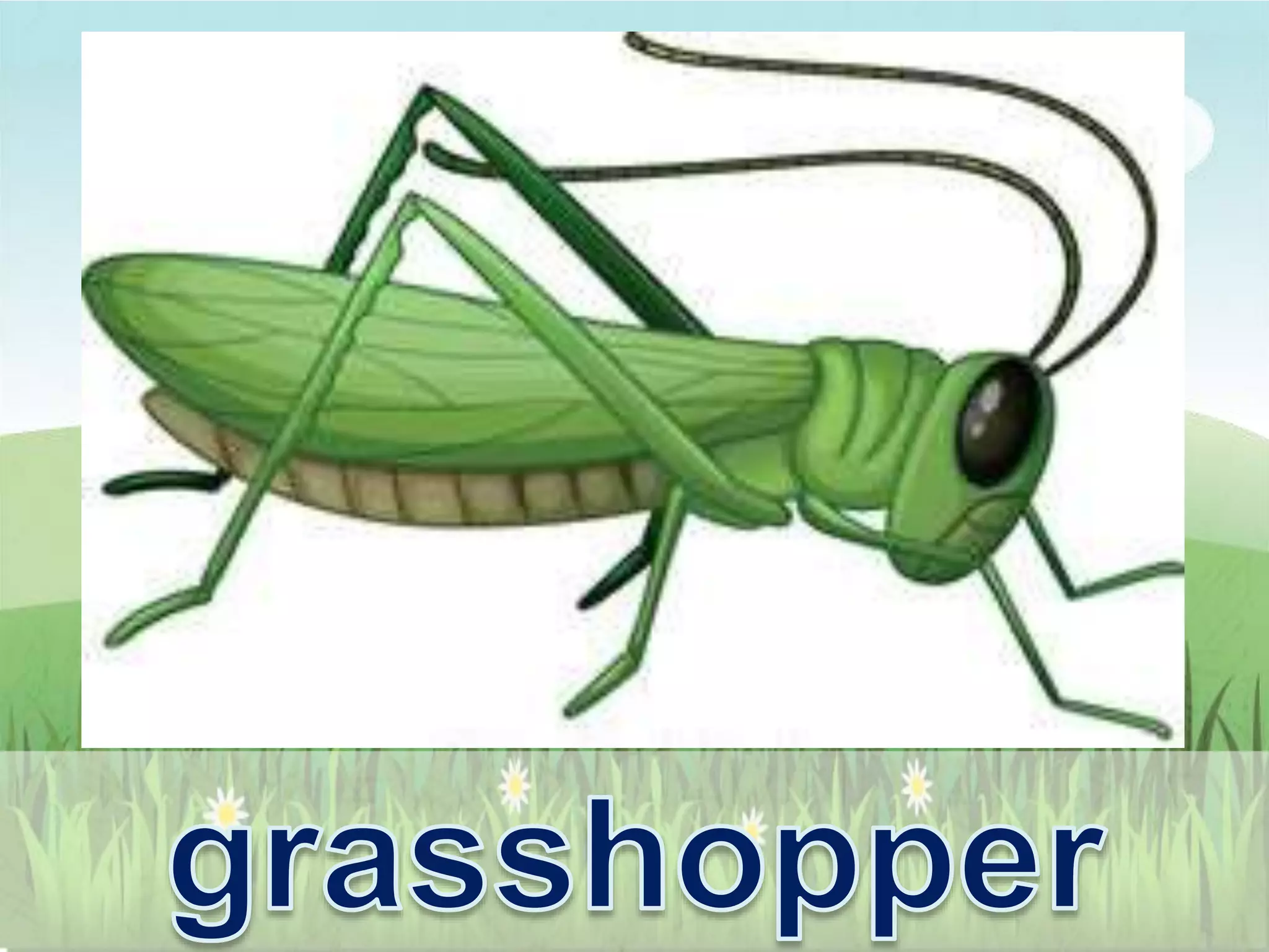 The ant and the grasshopper | PPT