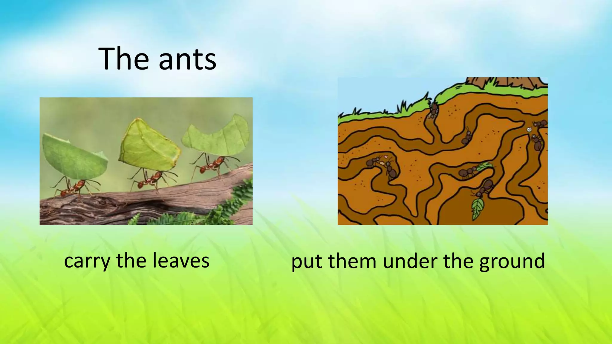 The ant and the grasshopper | PPTX