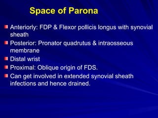 The Anterior Compartment of the Forearm.pptx