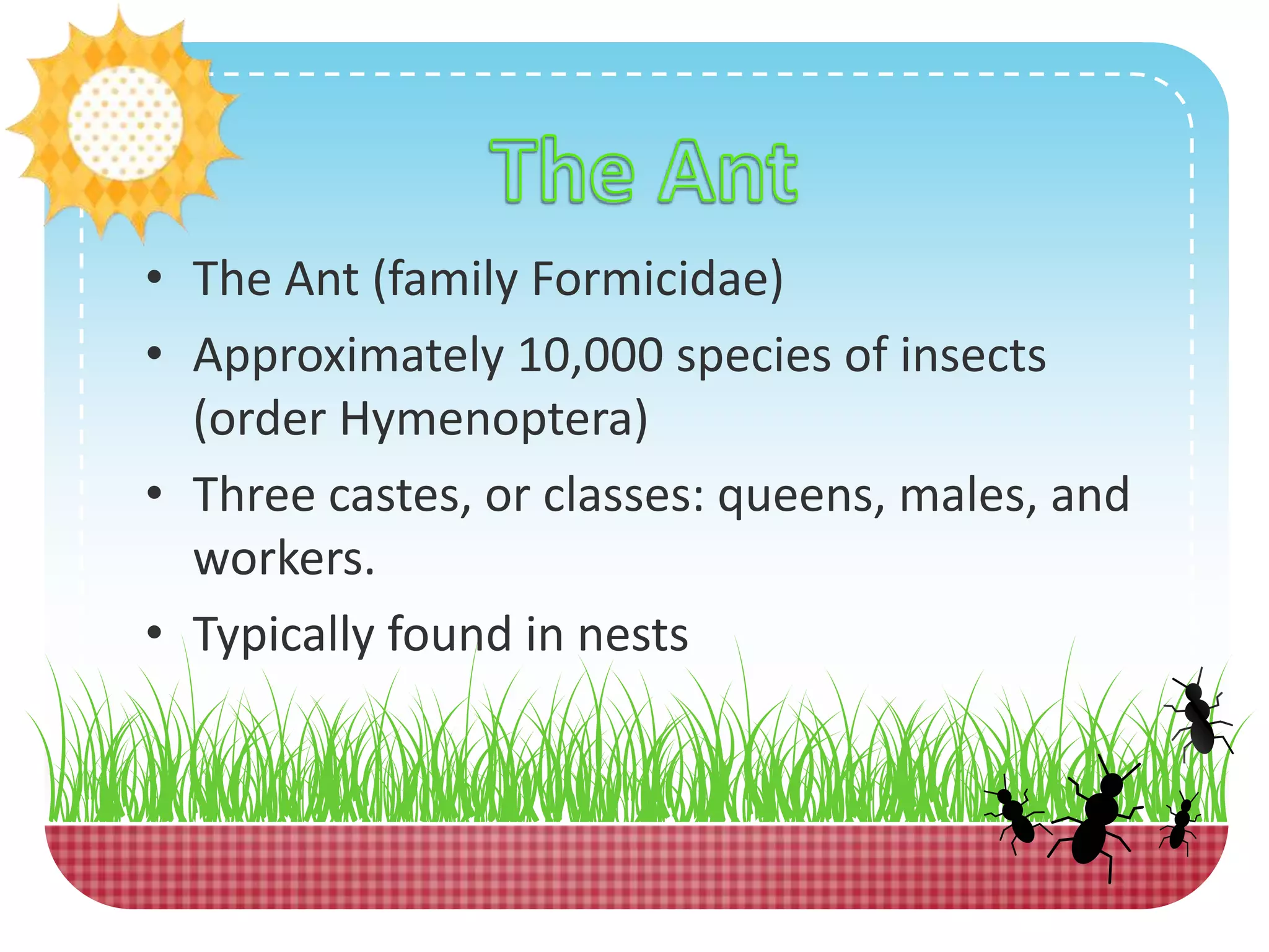 The ant final | PPT