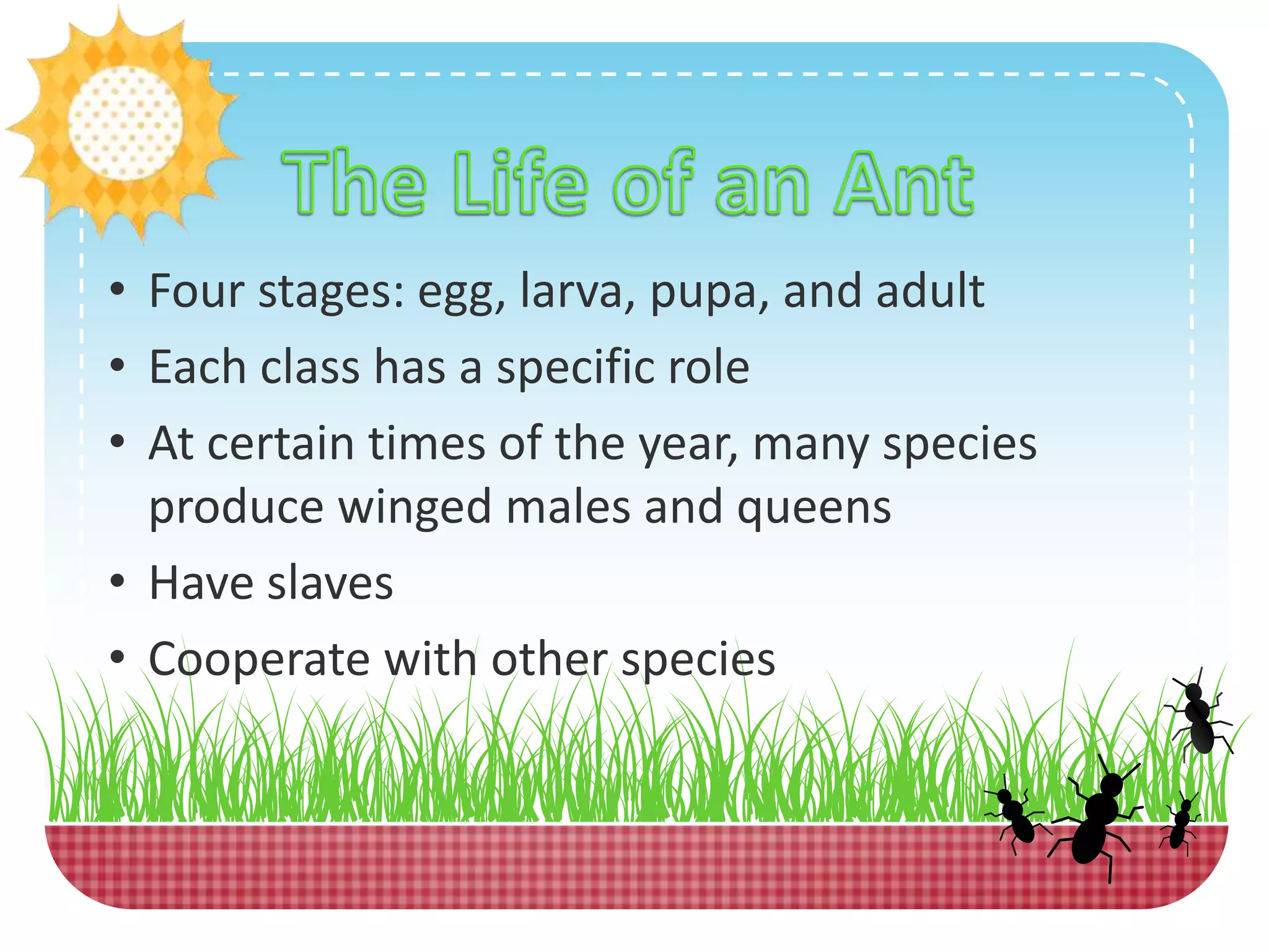 The ant final | PPT