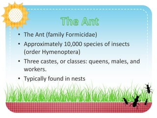 The ant final | PPTX