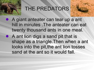 The ants | PPT
