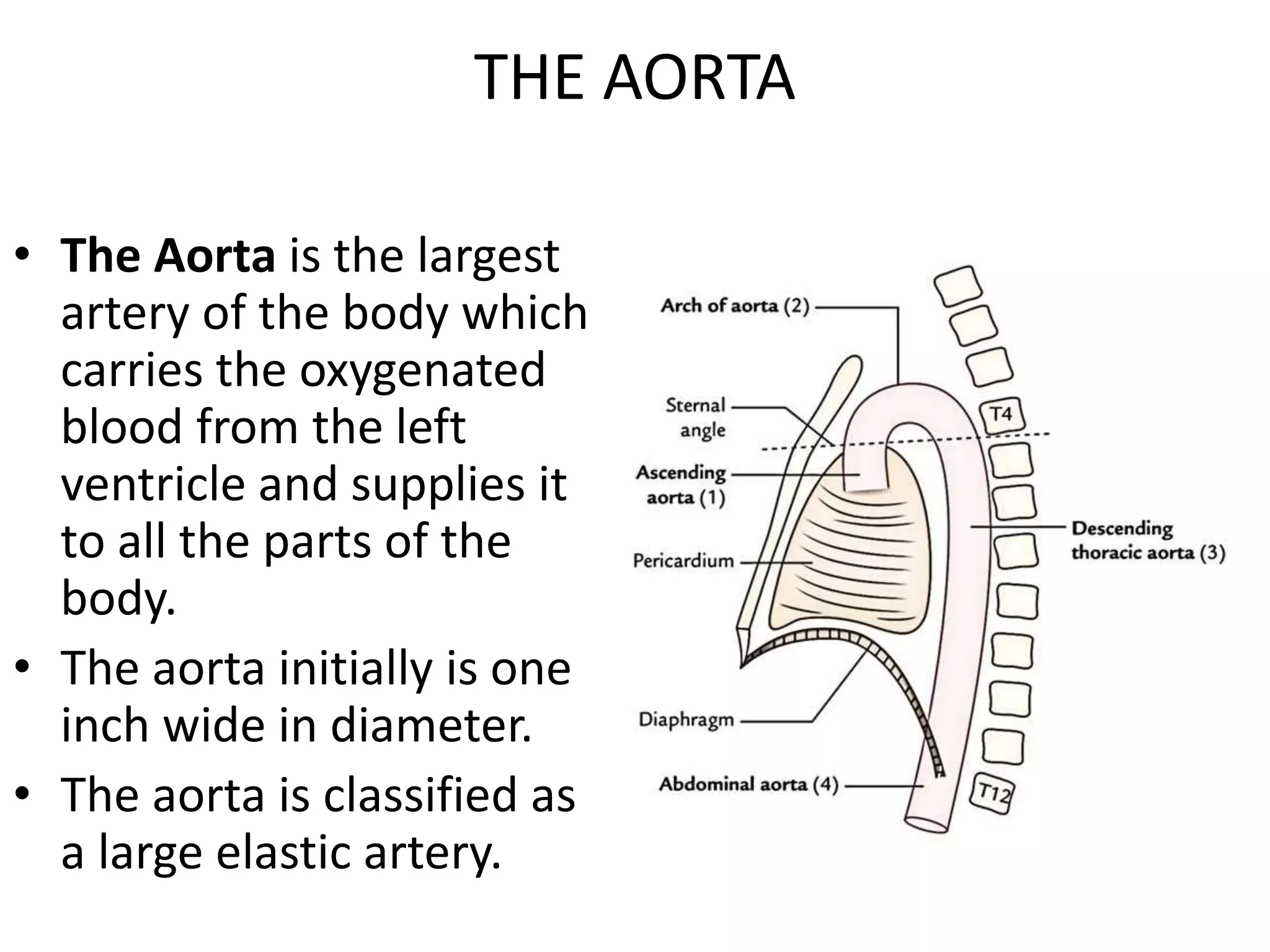 theaorta-180612135504.pdf