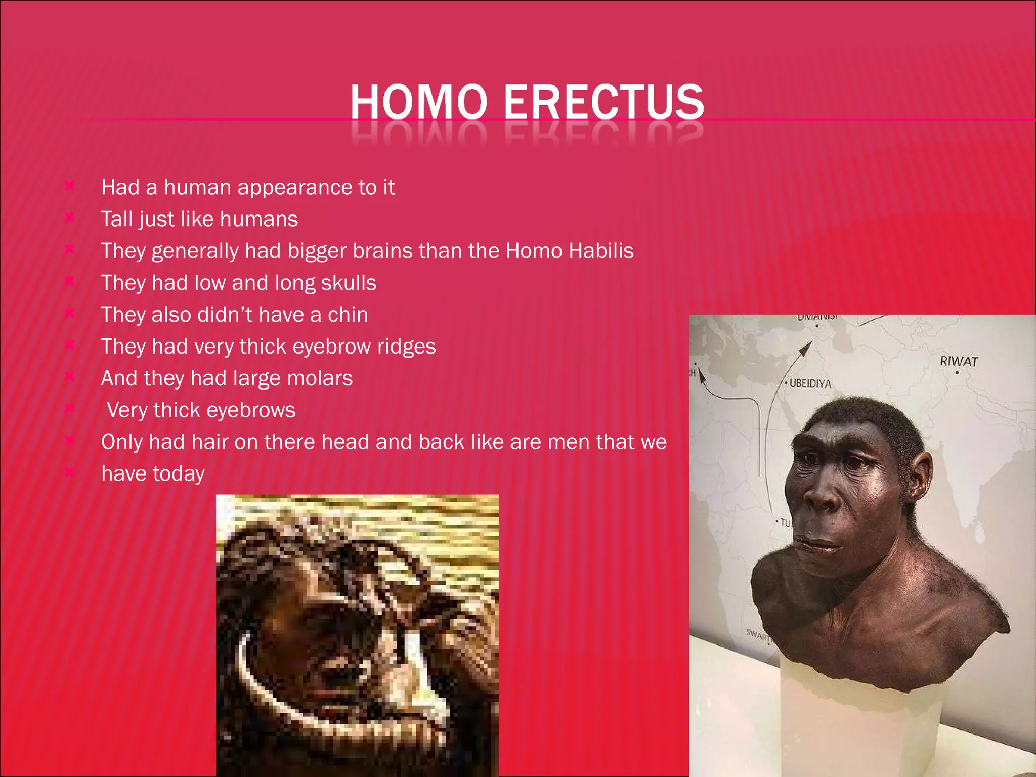 The appearances of the hominids | PPT