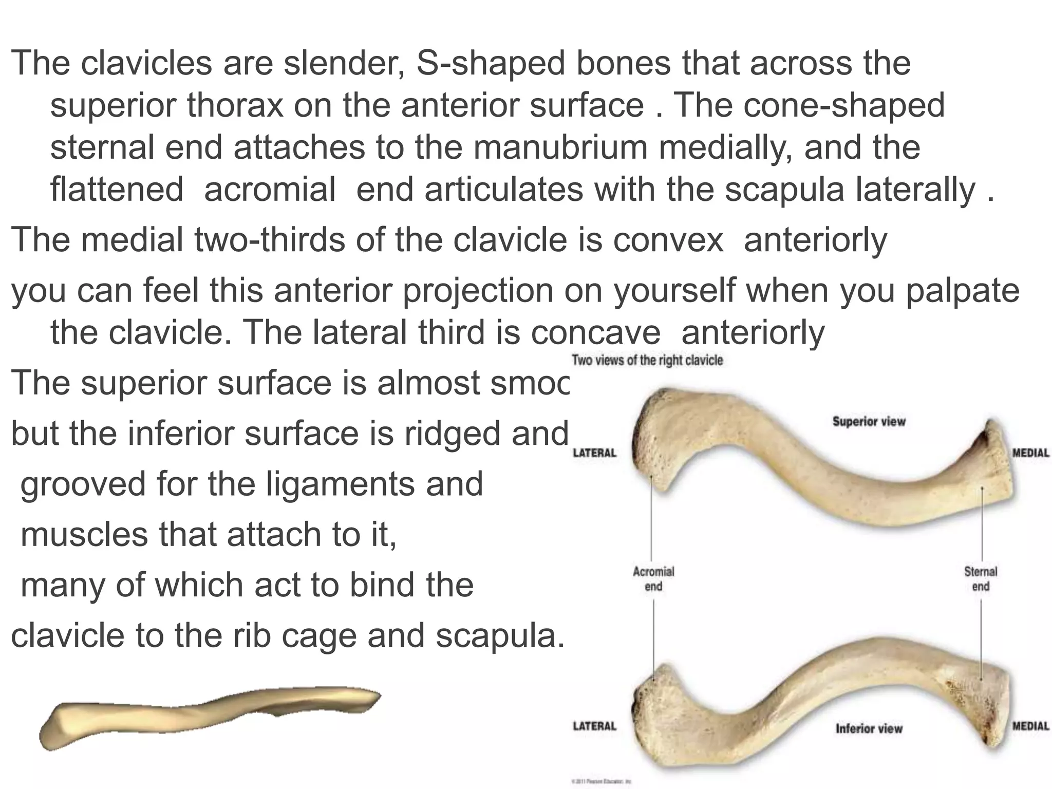 The appendicular skeleton | PPTX
