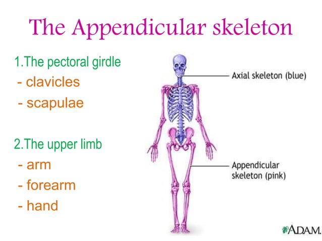 The appendicular skeleton | PPTX