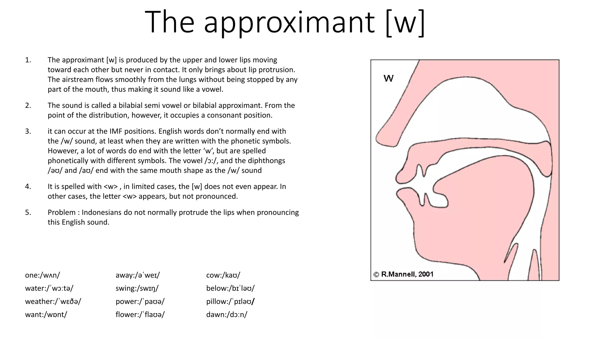 The approximant [w].pptx