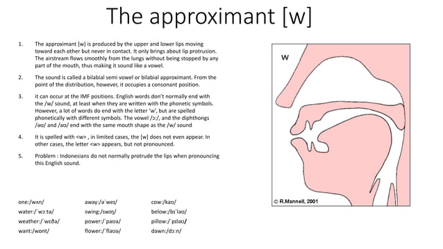 The approximant [w].pptx