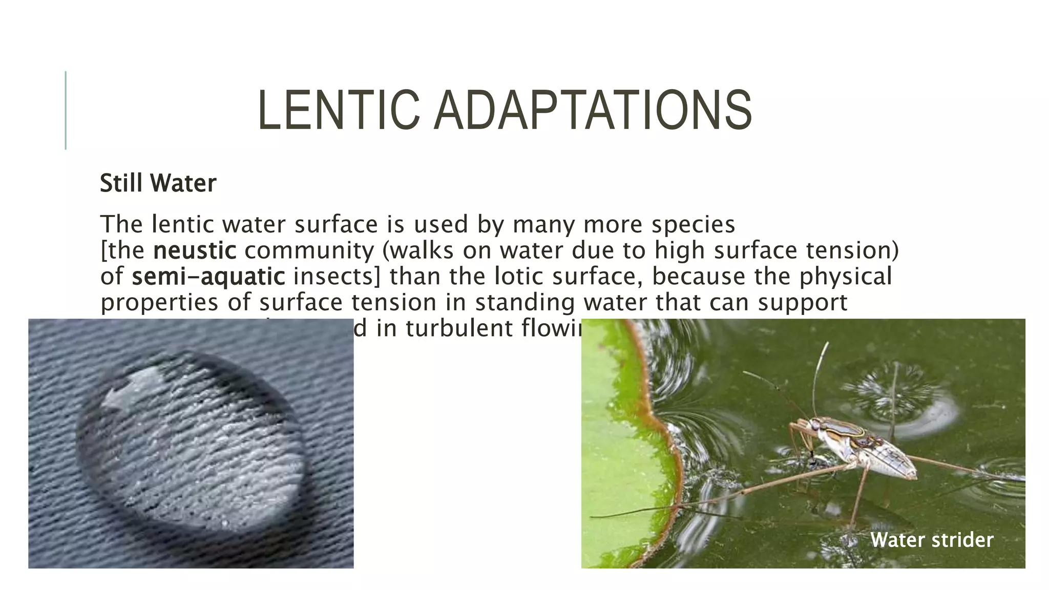 The Aquatic Environment 10.4 Entomology | PPTX