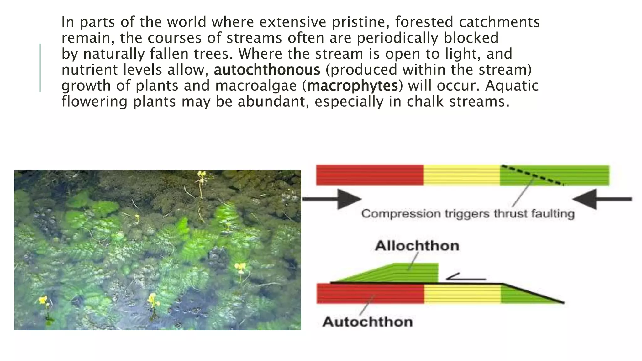 The Aquatic Environment 10.4 Entomology | PPTX