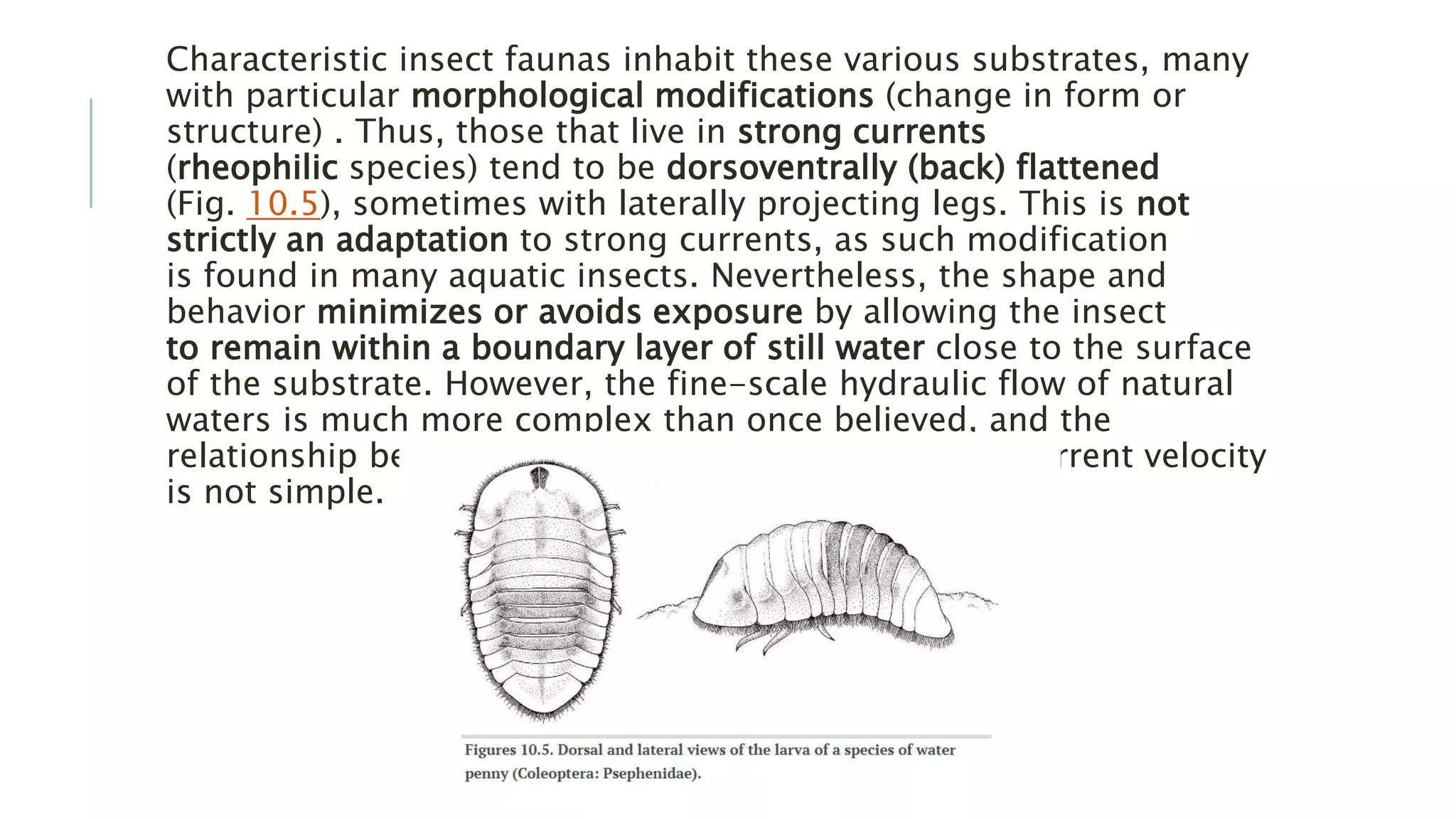 The Aquatic Environment 10.4 Entomology | PPTX