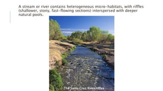 The Aquatic Environment 10.4 Entomology | PPTX