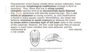 The Aquatic Environment 10.4 Entomology | PPTX