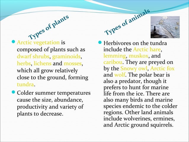 The arctic ecosystem | PPT | Polar Travel | Travel Locations