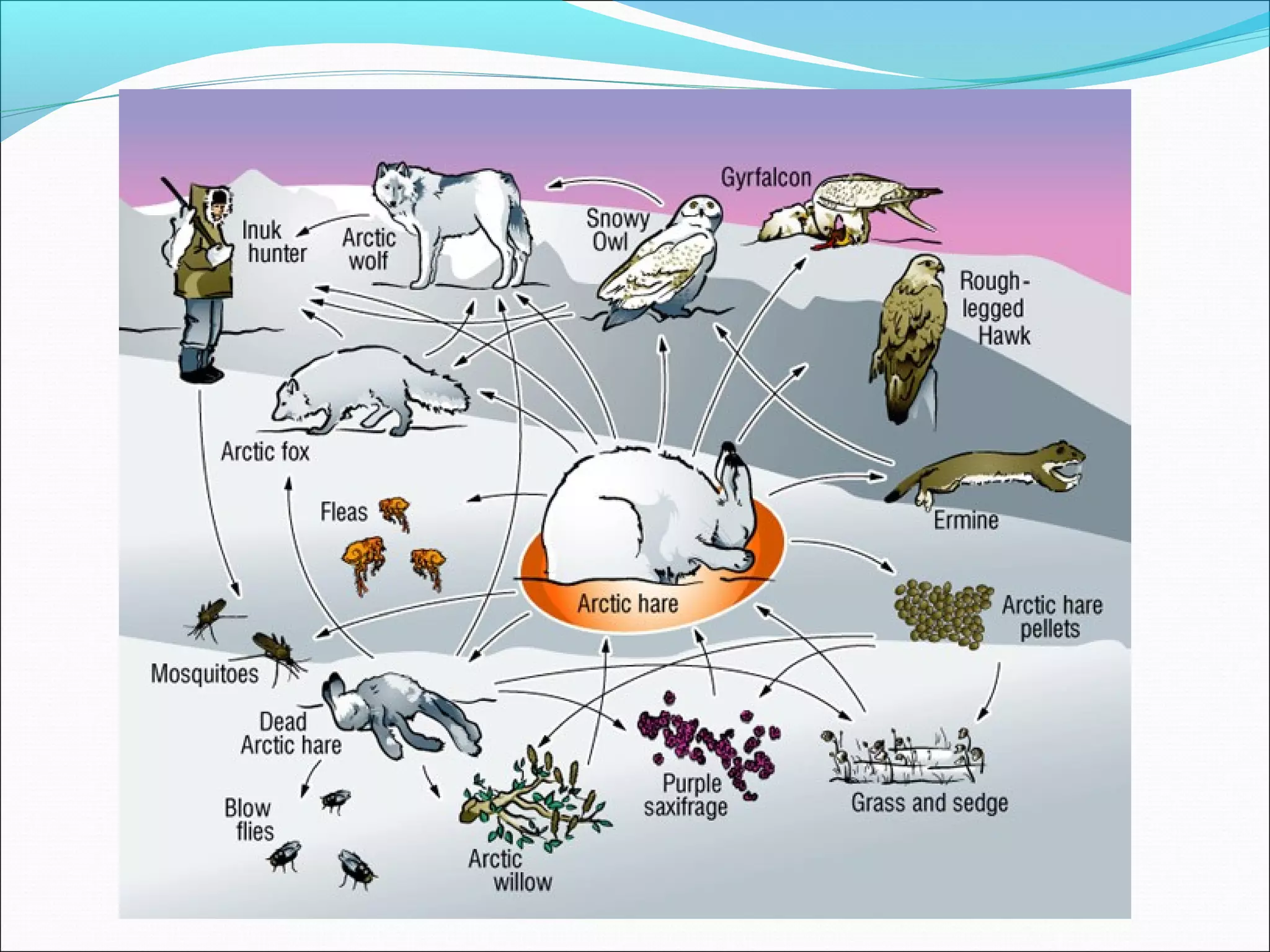 The arctic ecosystem | PPT