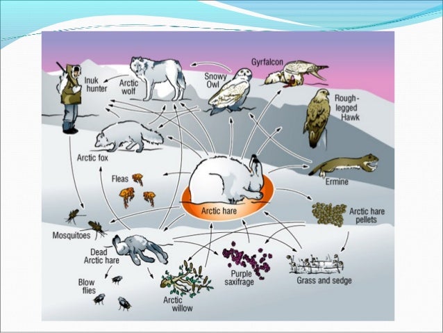 The arctic ecosystem