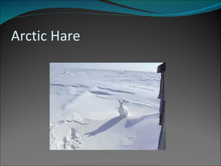 The Arctic Tundra | PPT