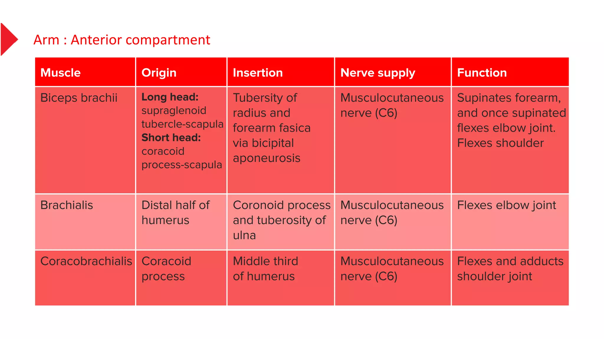 muscles the arm, anatomy | PDF