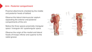 muscles the arm, anatomy | PDF