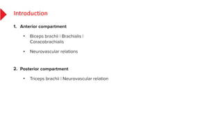 muscles the arm, anatomy | PDF