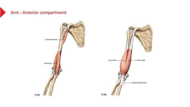 muscles the arm, anatomy | PDF