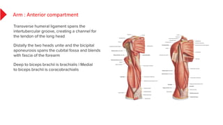 muscles the arm, anatomy | PDF