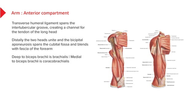 muscles the arm, anatomy | PDF