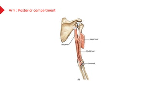 muscles the arm, anatomy | PDF