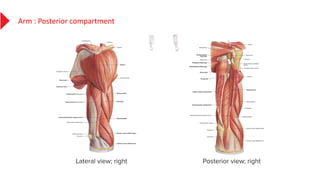 muscles the arm, anatomy | PDF