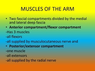 THE ARM.pptx
