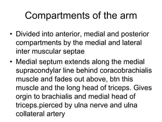 the arm.ppt