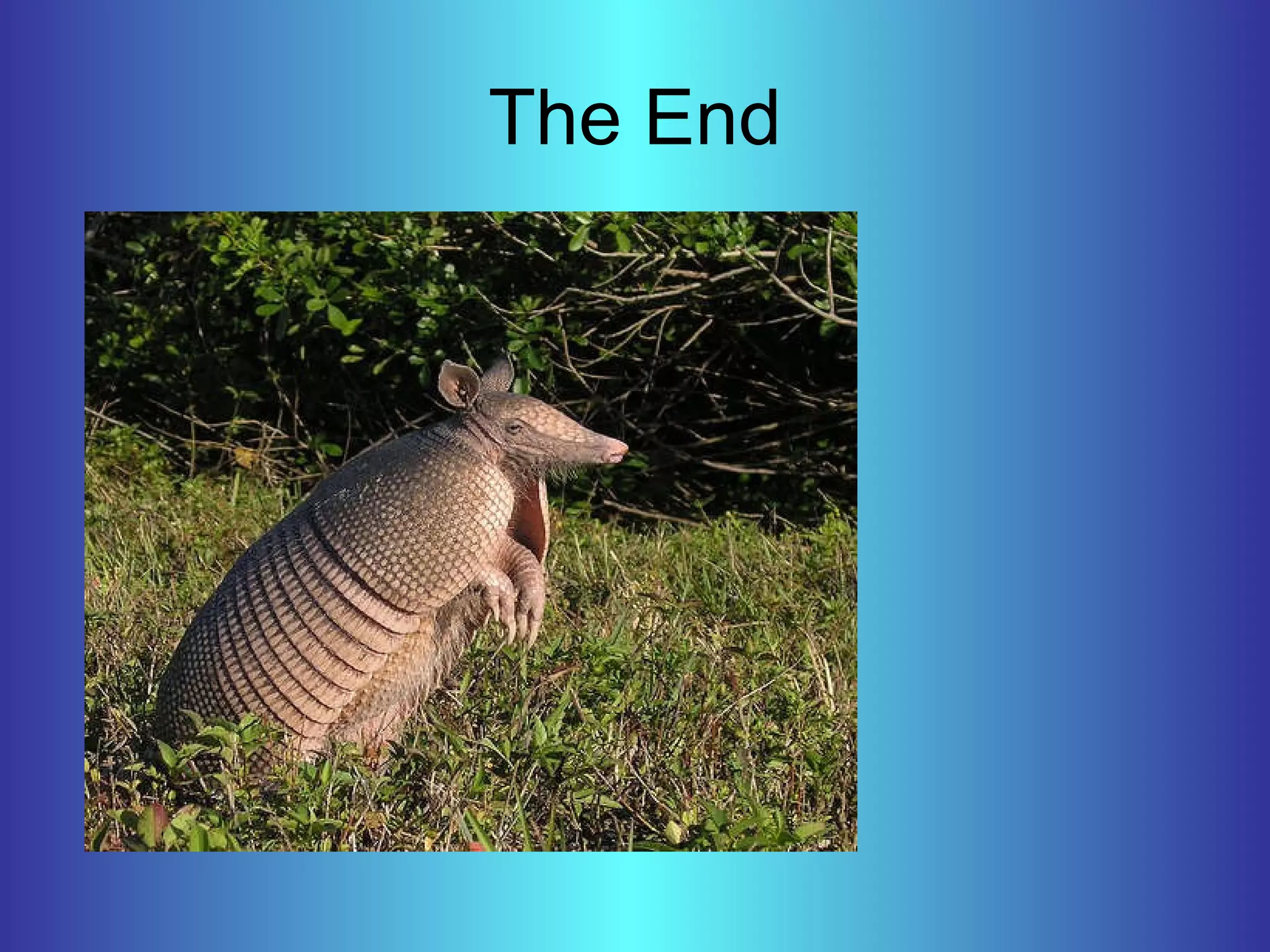 The armadillo | PPT
